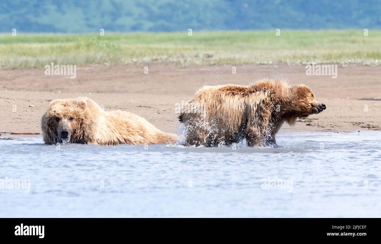 Alaska Coastal Brown Bear (Ursus arctos) Hallo Bay Katmai National Park ...