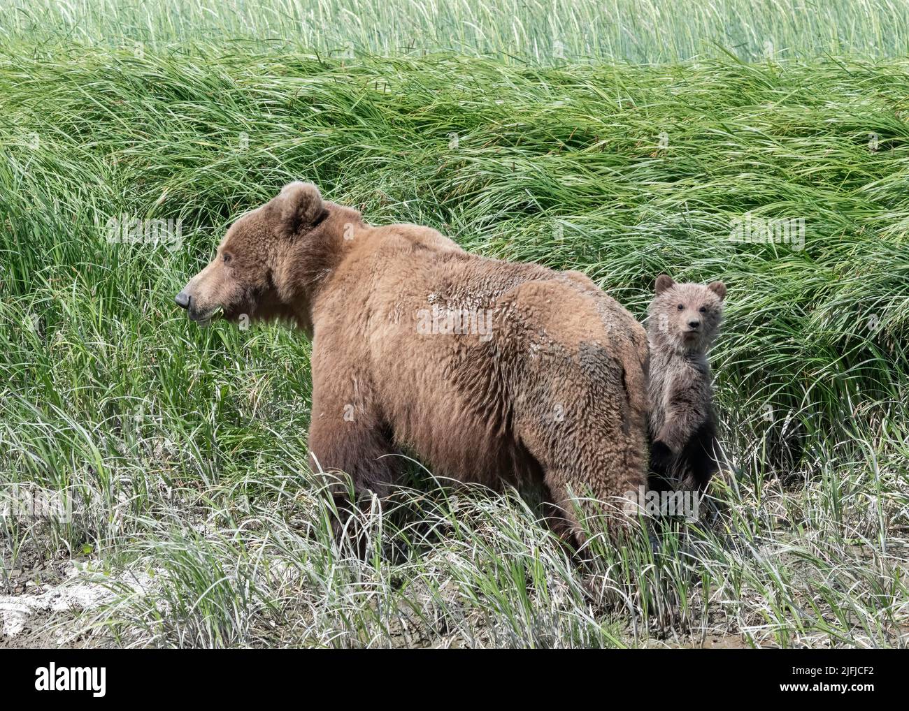 Alaska Coastal Brown Bear (Ursus arctos) Hallo Bay Katmai National Park ...
