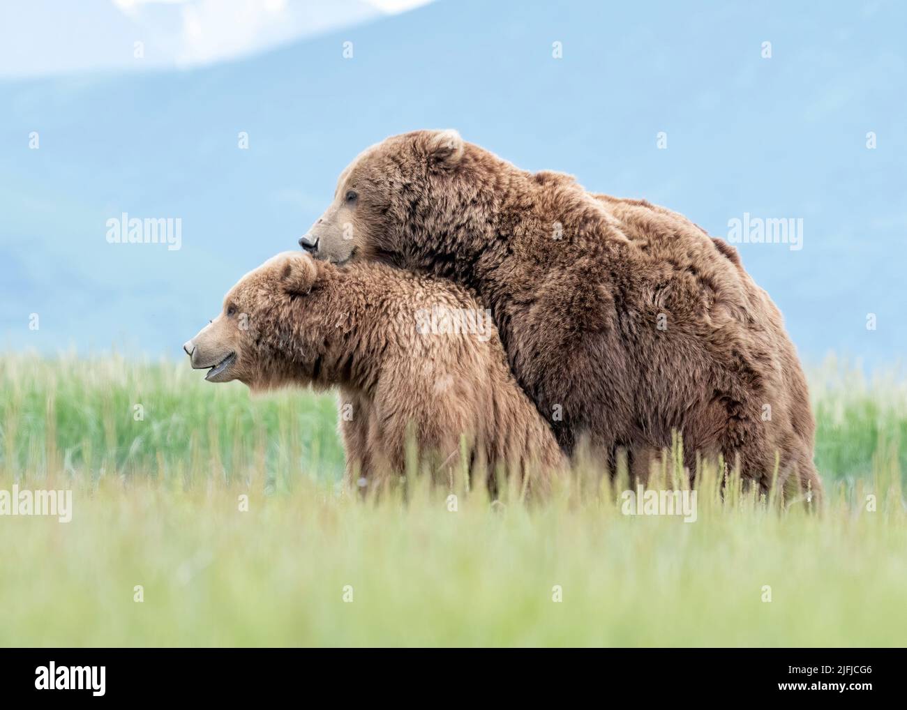 Alaska Coastal Brown Bear (Ursus arctos) Hallo Bay Katmai National Park ...