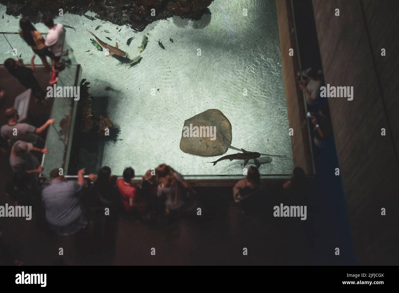 Down swimming fish hi-res stock photography and images - Alamy