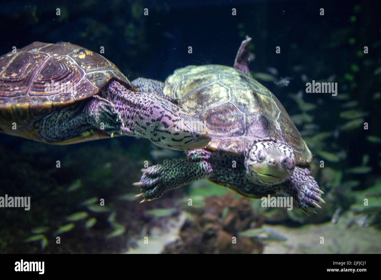 Diamondback Terrapin (Malaclemys terrapin) swimming in a clear brackish ...