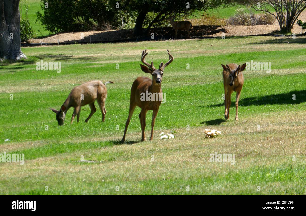Los Angeles, California, USA 19th June 2022 Deer at Forest Lawn ...