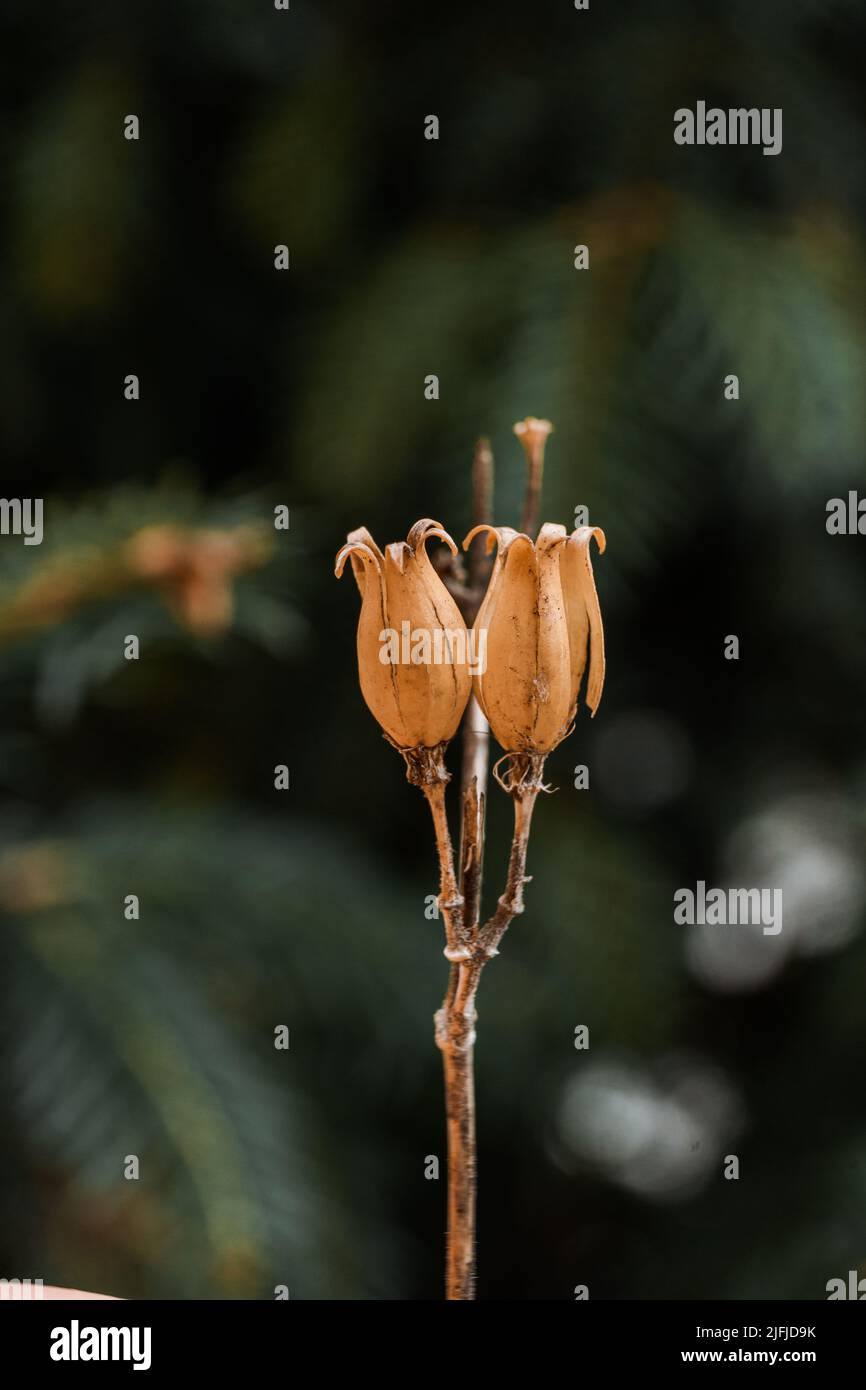 A shallow focus shot of orange Catchflies bud with blurred background ...