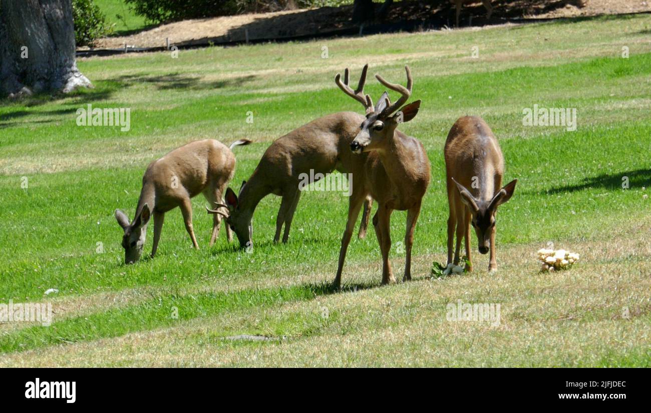 Los Angeles, California, USA 19th June 2022 Deer at Forest Lawn ...
