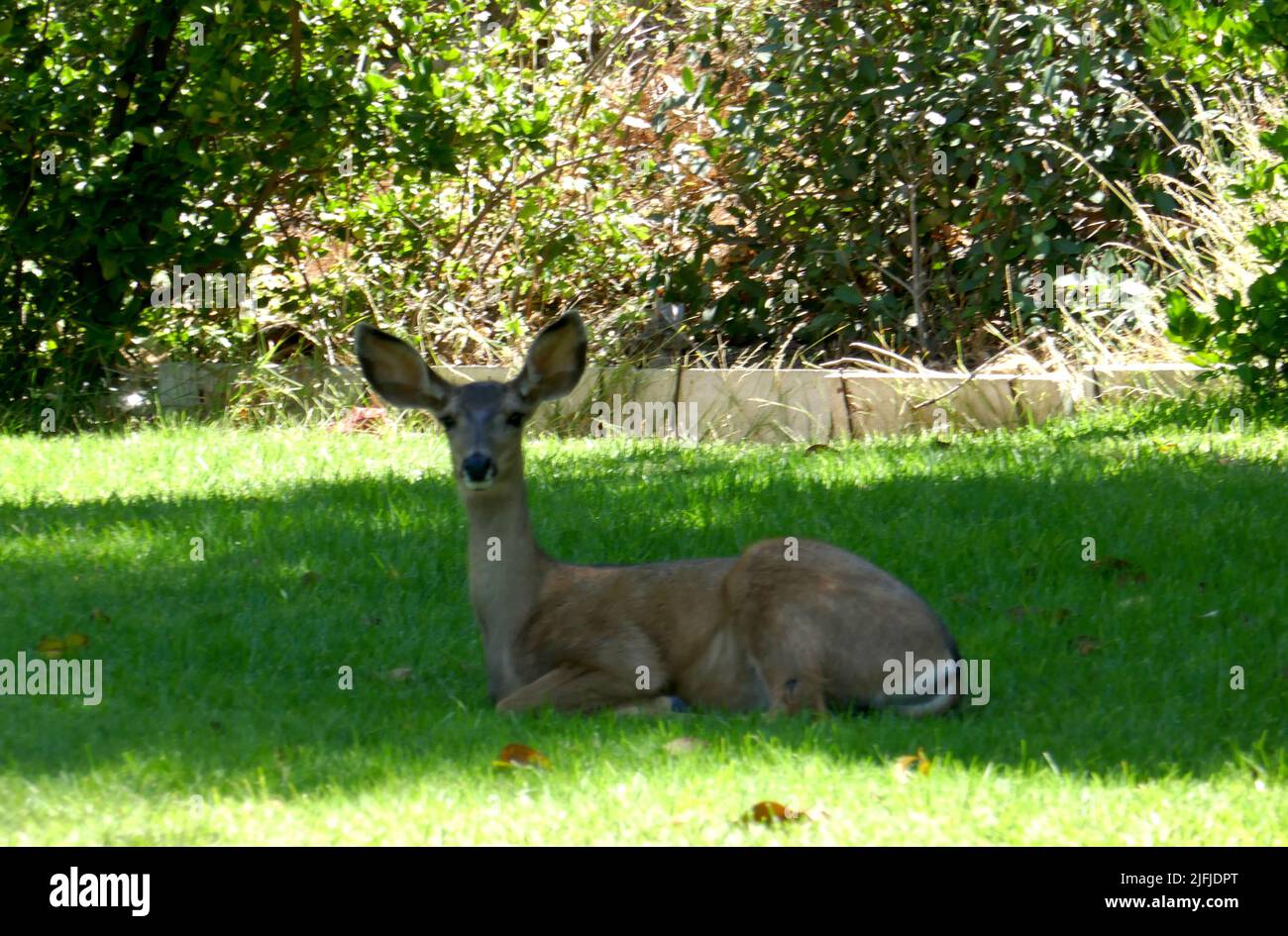 Los Angeles, California, USA 19th June 2022 Deer at Forest Lawn ...
