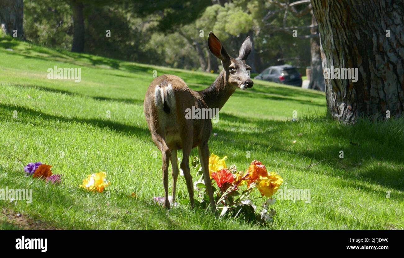 Los Angeles, California, USA 19th June 2022 Deer at Forest Lawn ...