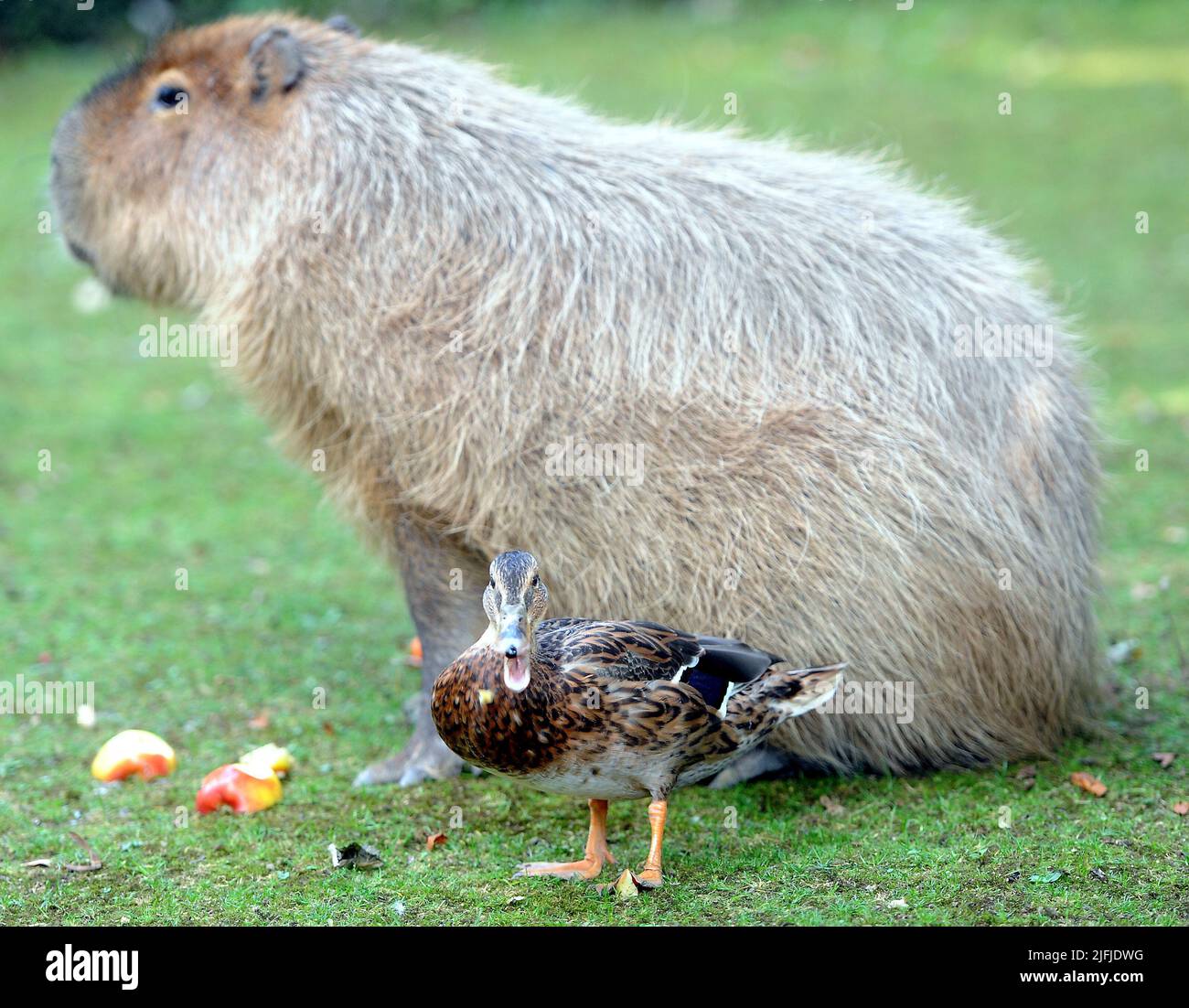 A wild Duck goes ‘quackers’ for company after befriending Capybaras ...