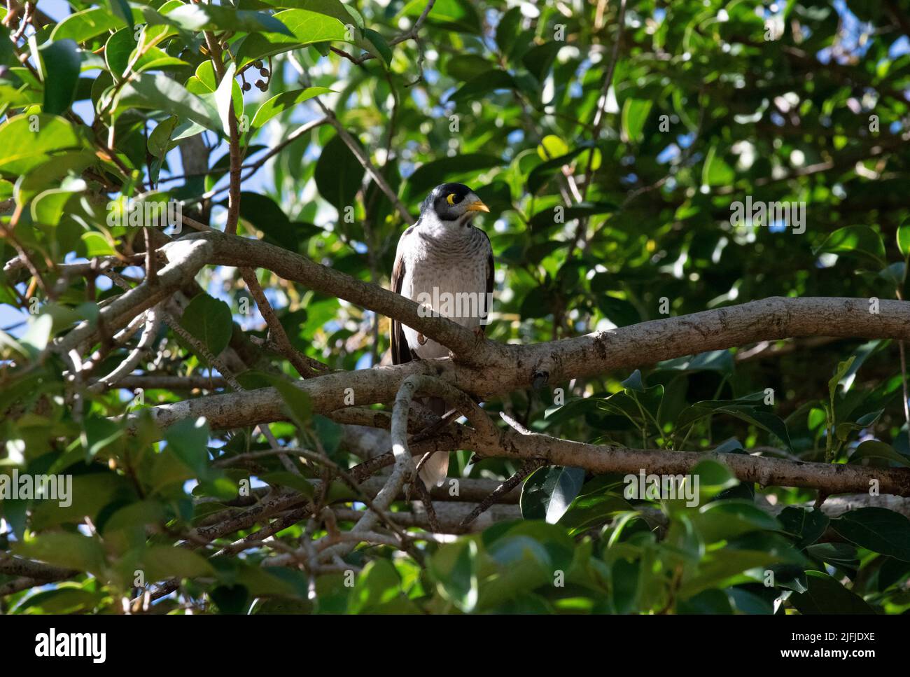 An Australian Noisy Miner (Manorina melanocephala) perched on a tree in ...