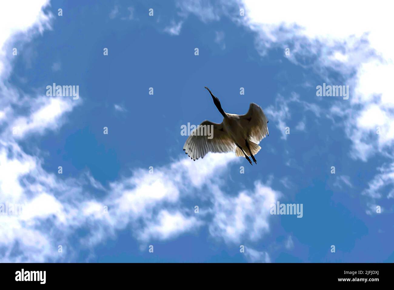 Australian white ibis flying photo hi-res stock photography and images ...