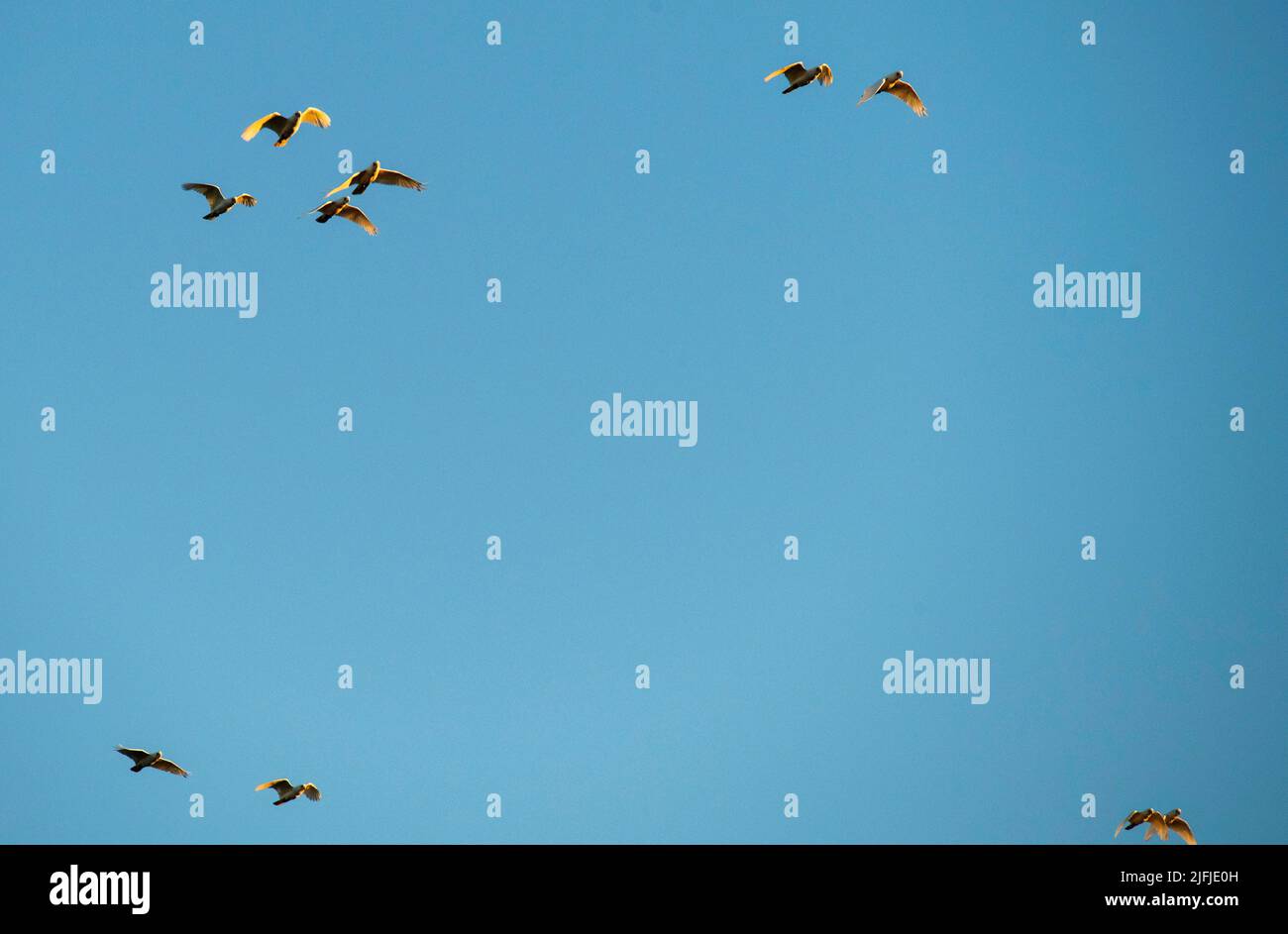Birds flying in the sky in Sydney, NSW, Australia (Photo by Tara Chand ...