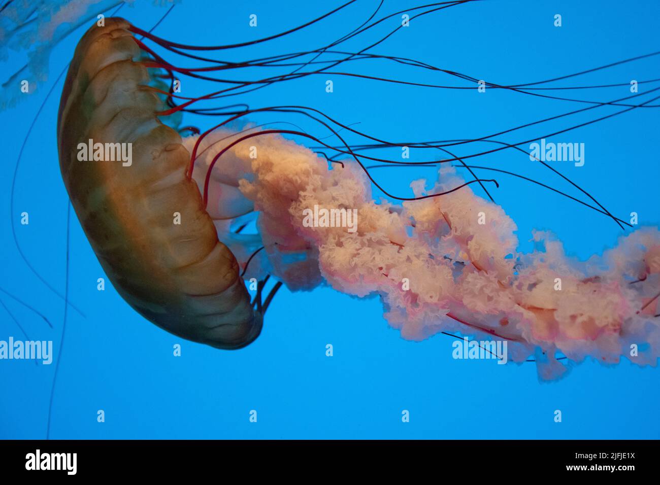 Pacific Sea Nettle (Chrysaora Fuscescens) floating at the Baltimore ...