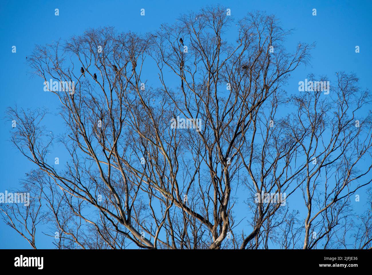 Birds perched on a tree in Sydney, NSW, Australia (Photo by Tara Chand ...