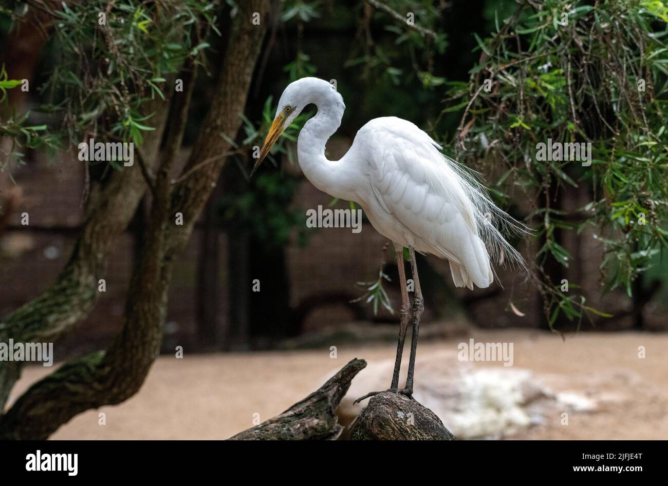 An Egret (Ardea alba) perched on a wooden stand in Sydney, NSW ...