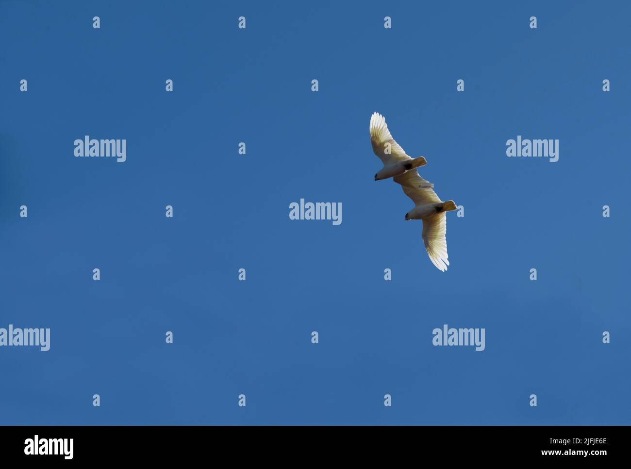 A pair of Little Corella (Cacatua sanguinea) flying in the sky in ...