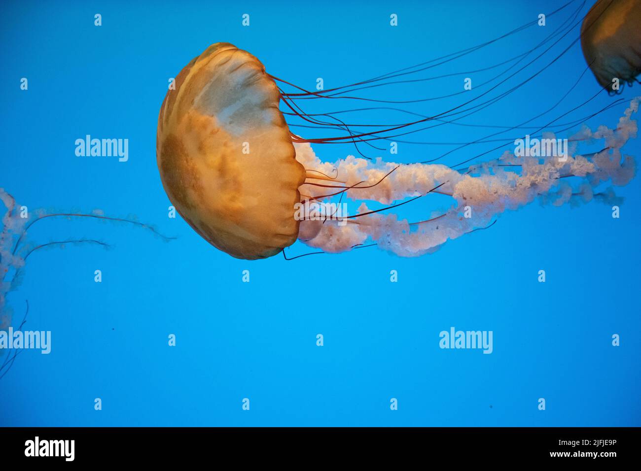 Pacific Sea Nettle (Chrysaora Fuscescens) floating at the Baltimore ...