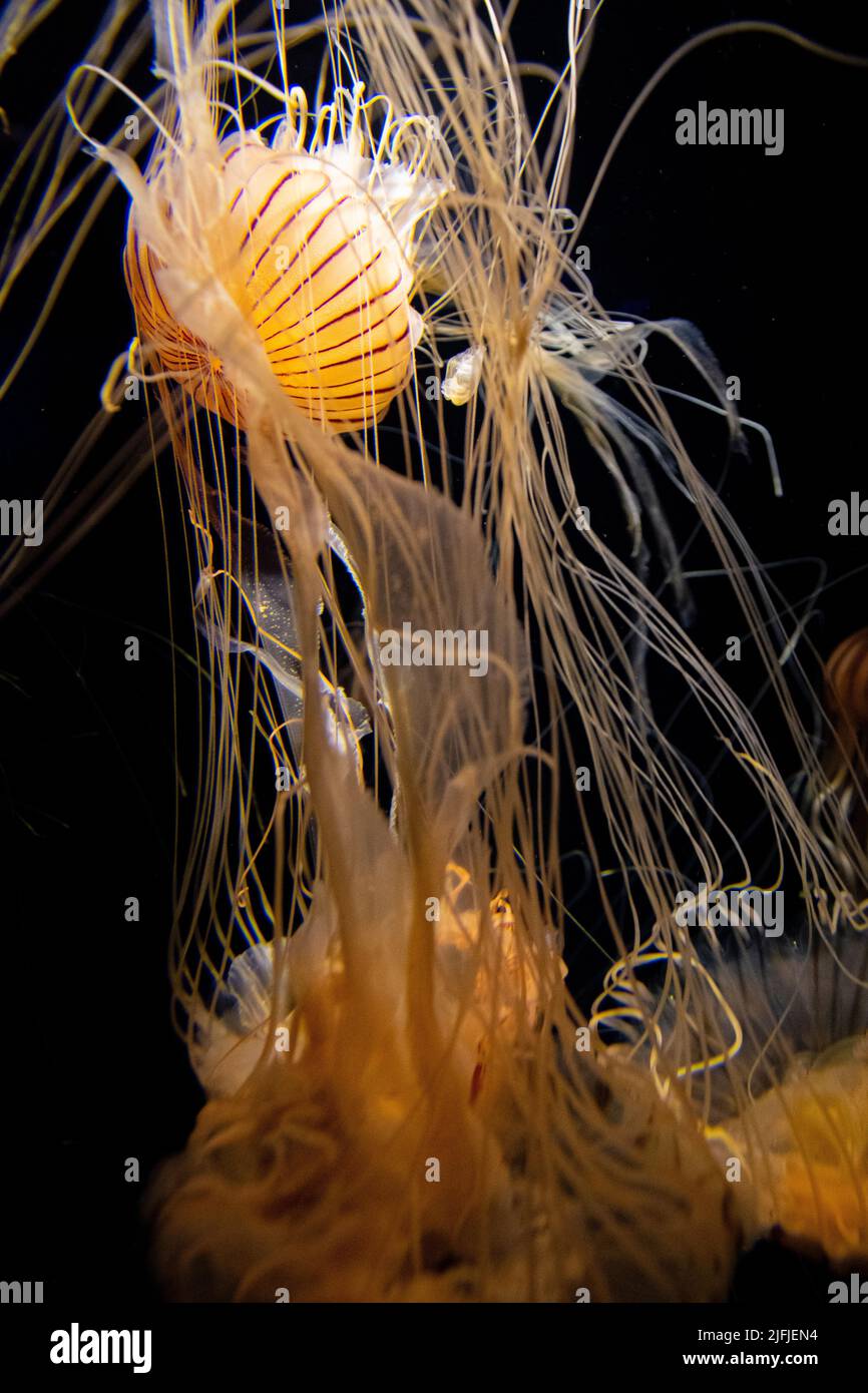 Atlantic Bay Nettle (Chrysaora Chesapeakei) floating in an aquarium ...