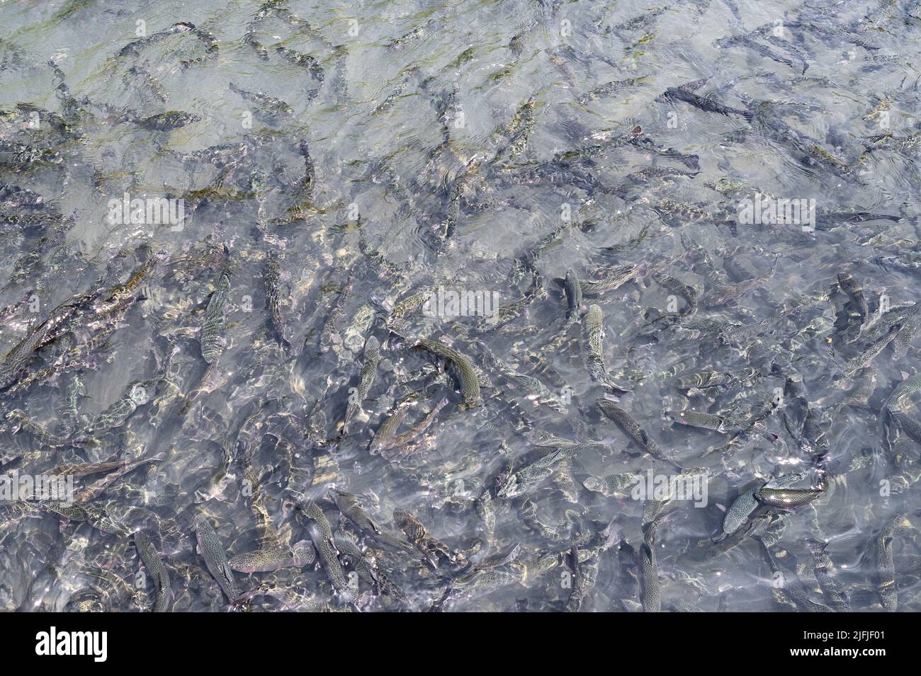 Montauk State Park Fish Hatchery Stock Photo - Alamy