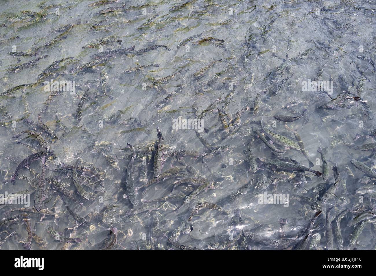 Montauk State Park Fish Hatchery Stock Photo - Alamy