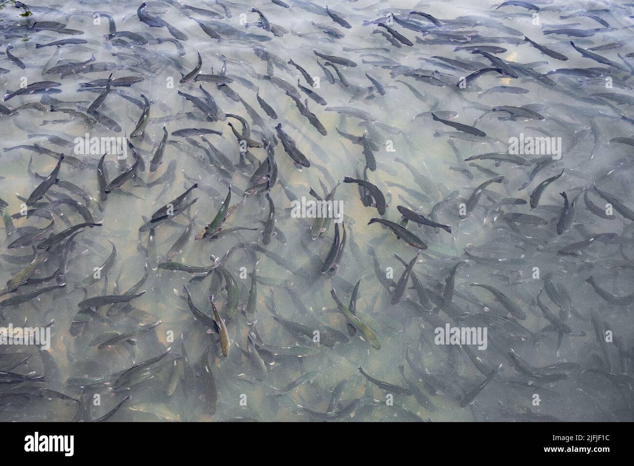 Montauk State Park Fish Hatchery Stock Photo - Alamy