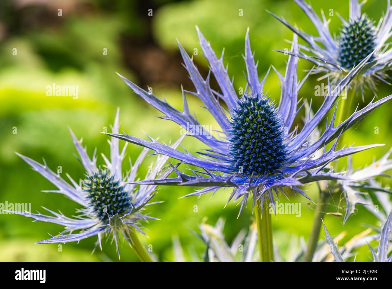 Blue Hobbit, Sea Holly, Eryngium Planum flowers Stock Photo - Alamy