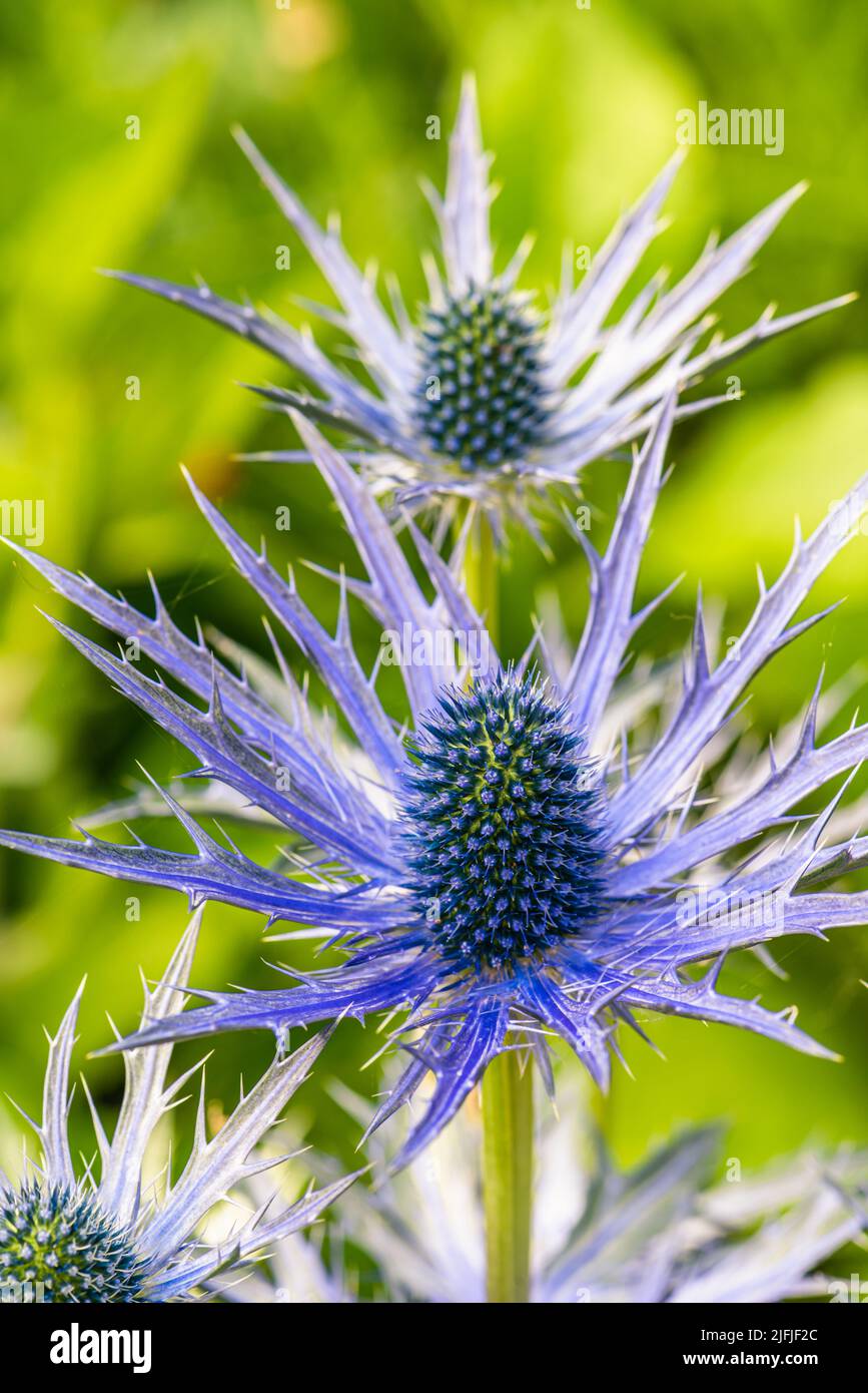 Blue Hobbit, Sea Holly, Eryngium Planum flowers Stock Photo - Alamy