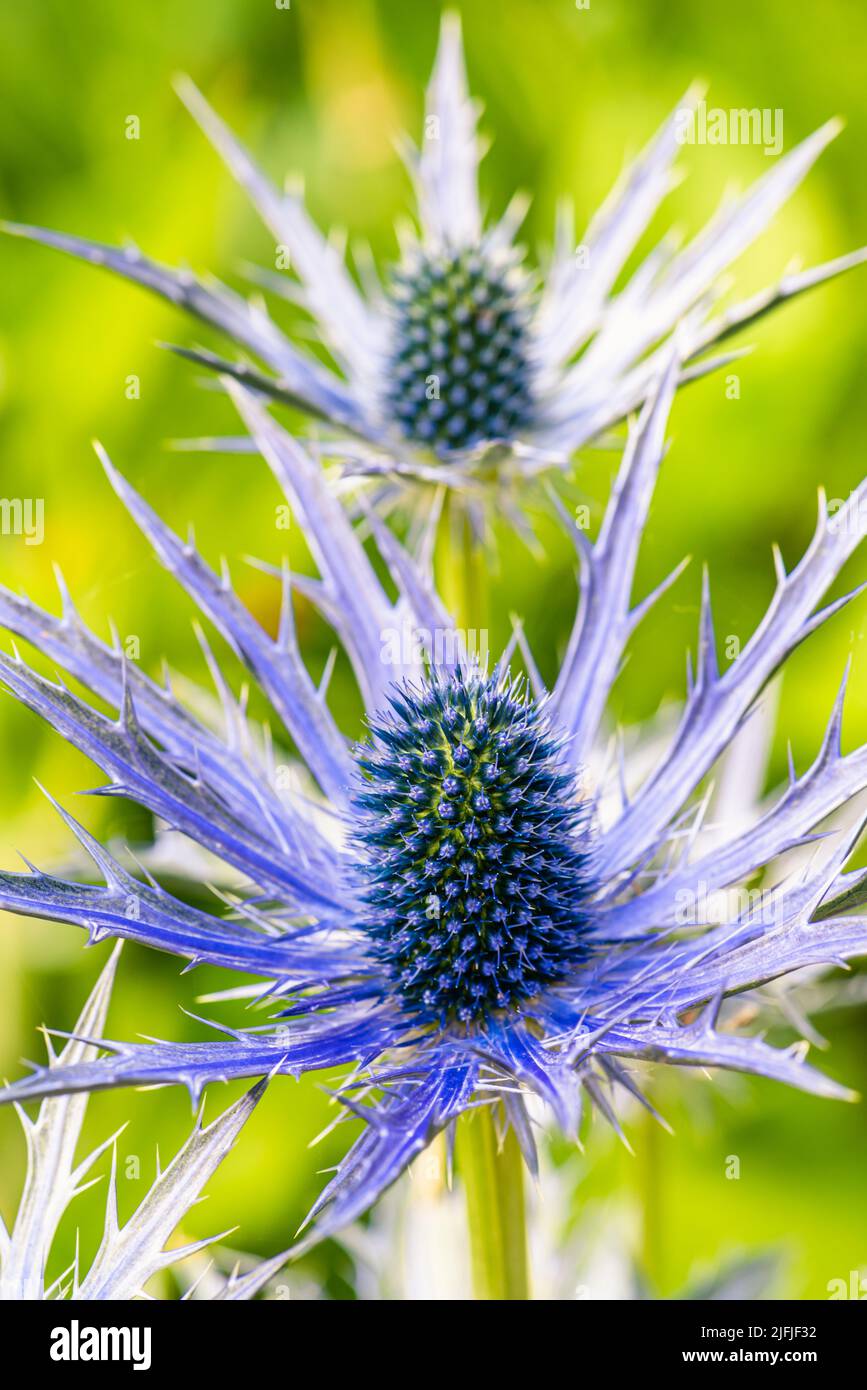 Blue Hobbit, Sea Holly, Eryngium Planum flowers Stock Photo - Alamy