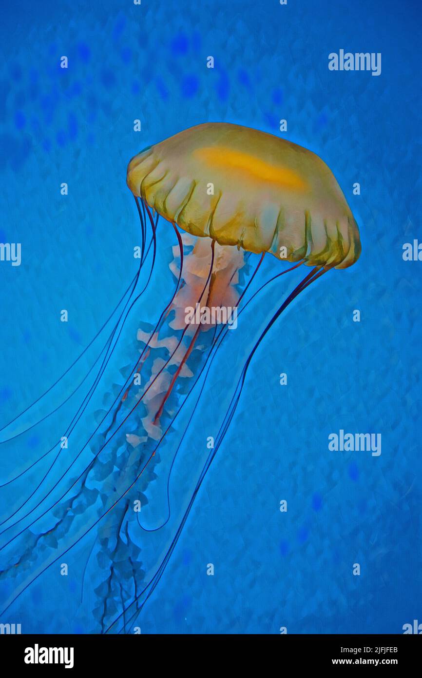 Single Pacific Sea Nettle Jellyfish (Chrysaora fuscescens) glowing in ...
