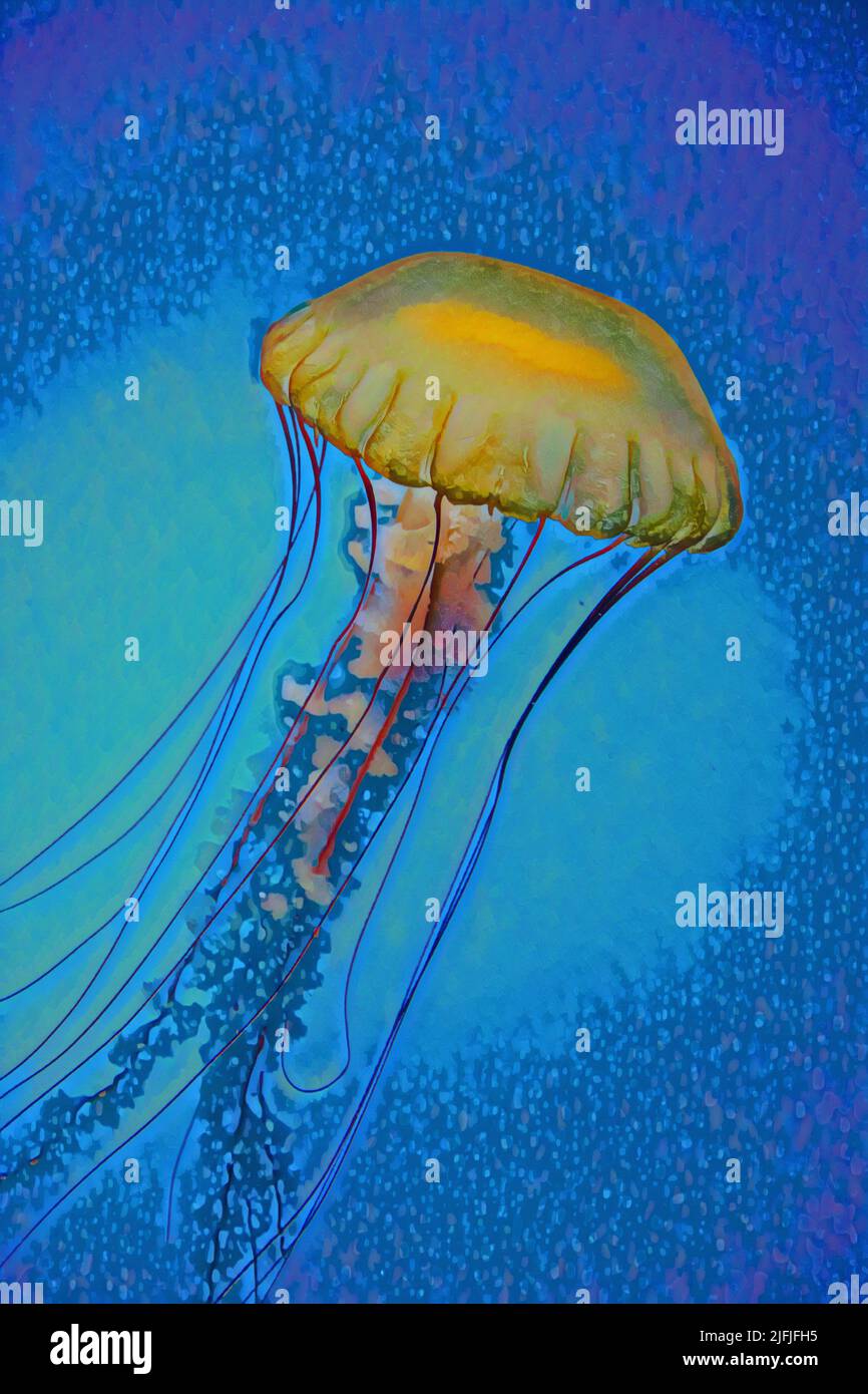 Single Pacific Sea Nettle Jellyfish (Chrysaora fuscescens) glowing in ...
