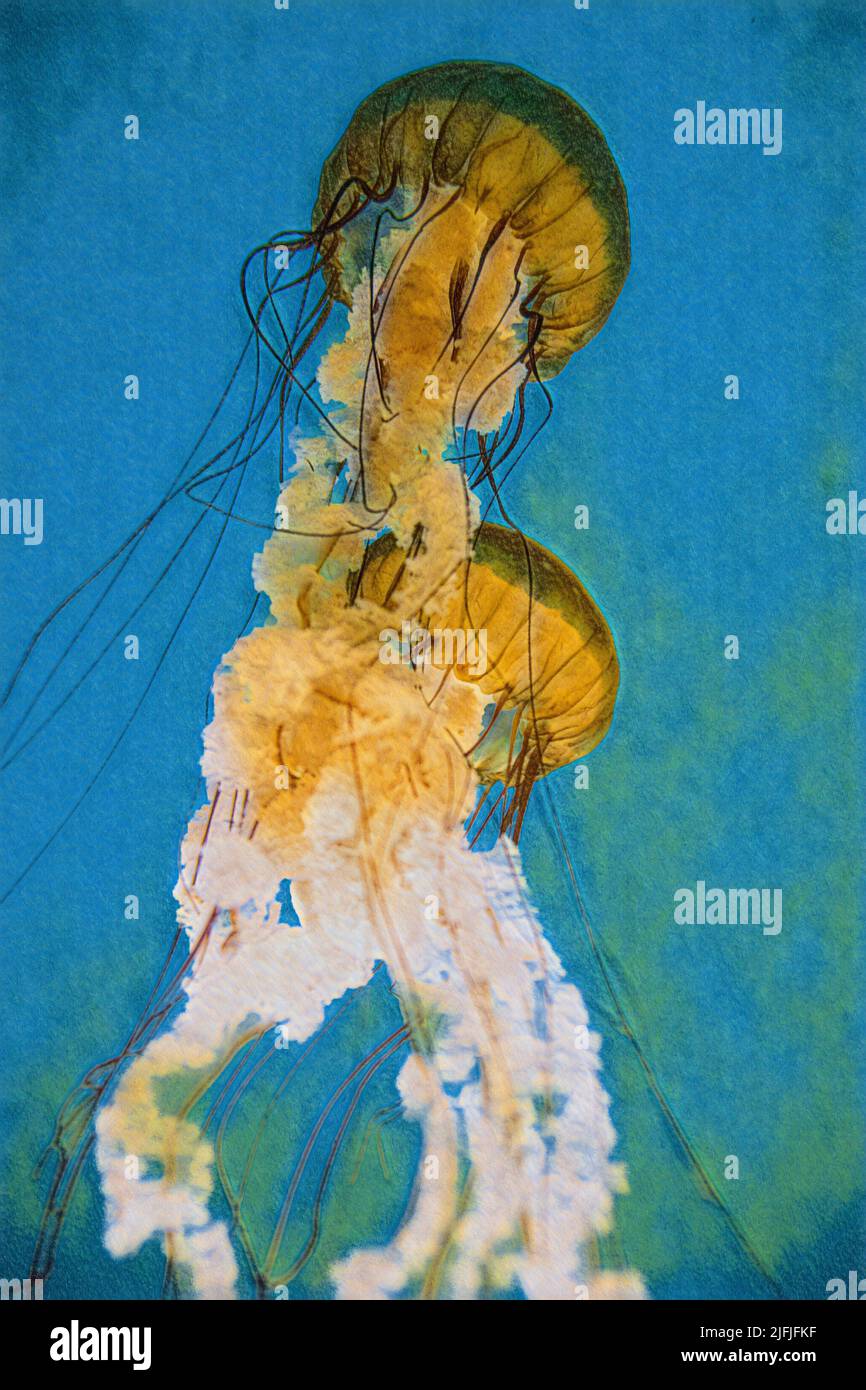 Two Pacific Sea Nettle Jellyfish (Chrysaora fuscescens), floating in a ...