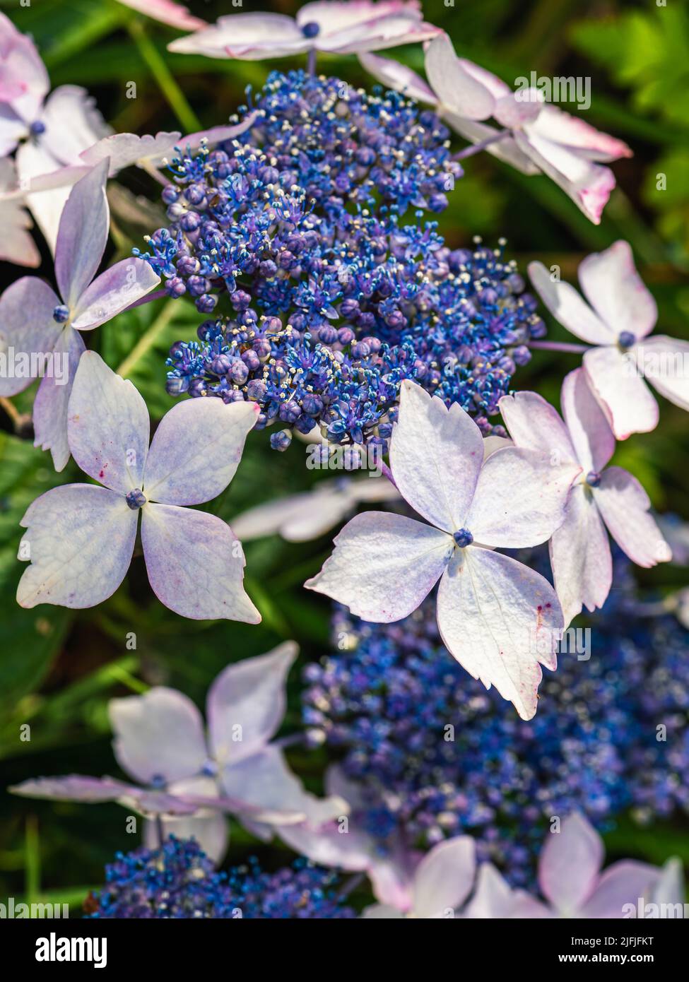 Hydrangea Serrata Bluebird, Hortensia garden flowers Stock Photo - Alamy