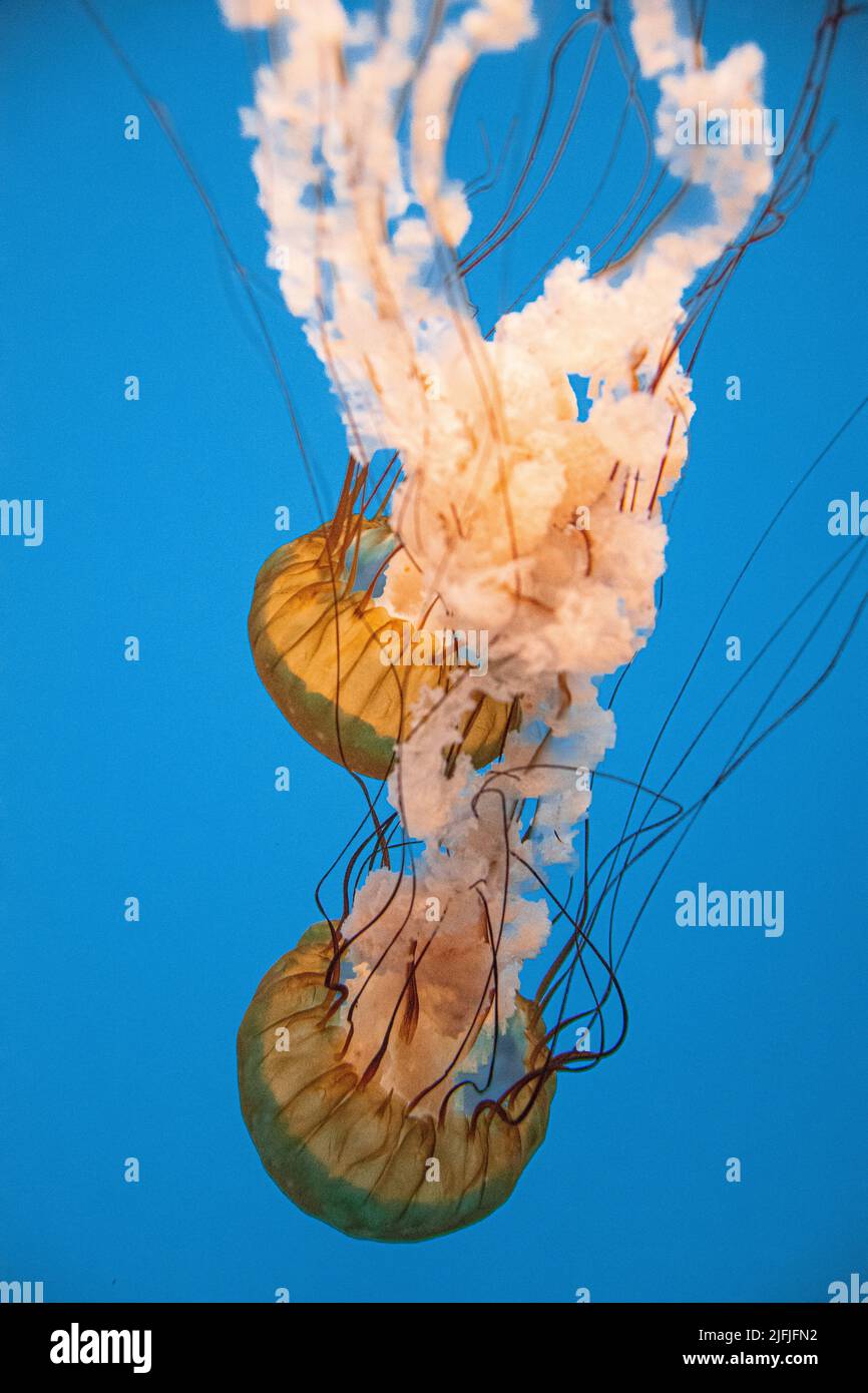 Two Pacific Sea Nettle Jellyfish (Chrysaora fuscescens), floating in a ...