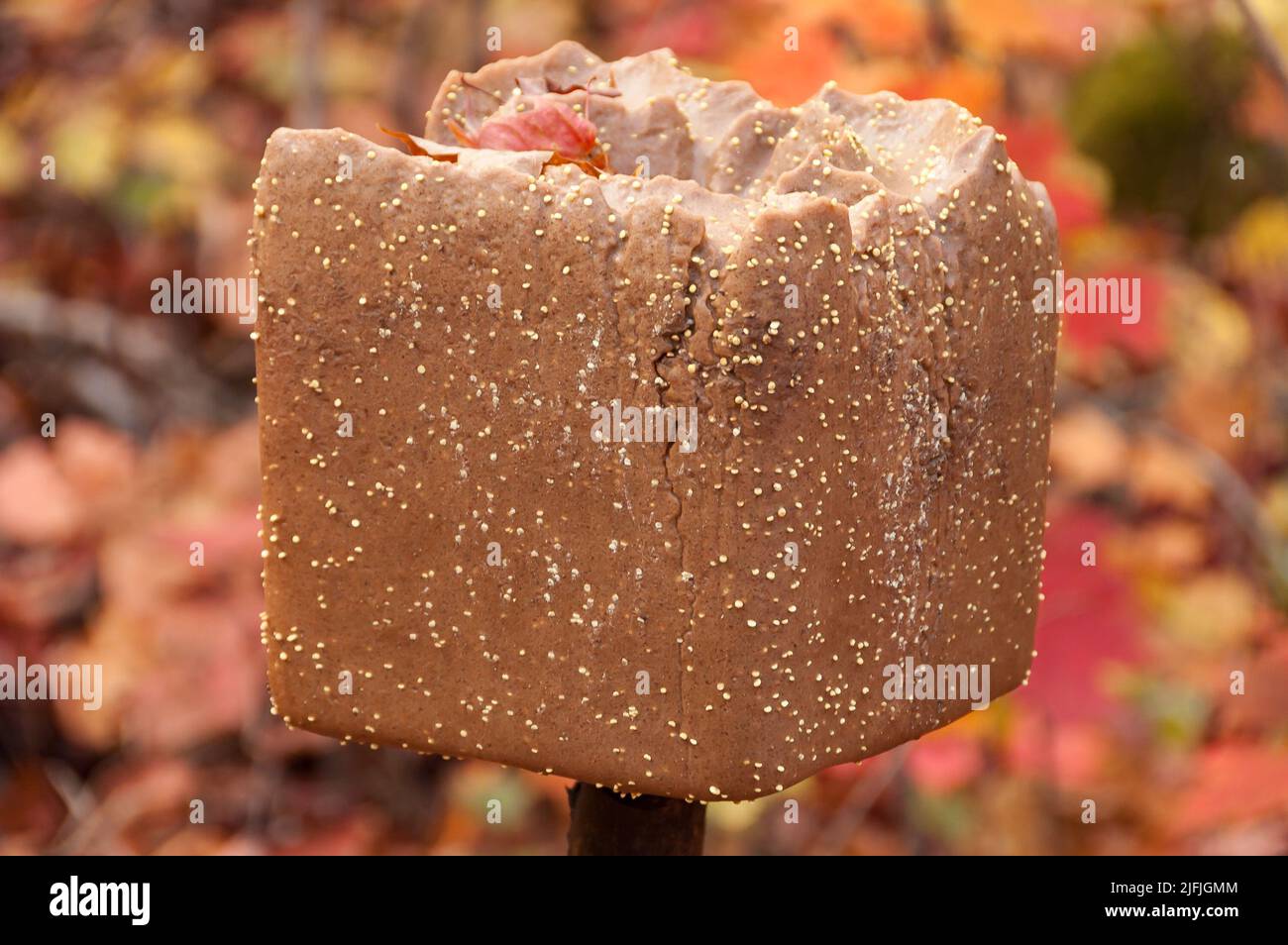 close up of a licking salt block hanging on a stick in the woods, used ...