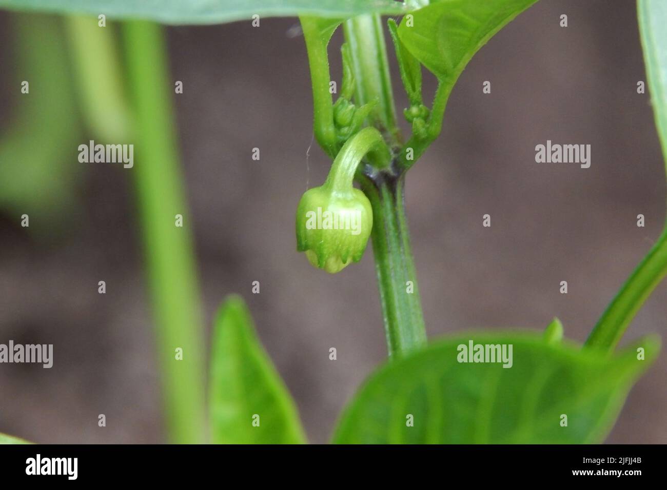 A small bud of pepper on a stem. High quality photo Stock Photo - Alamy