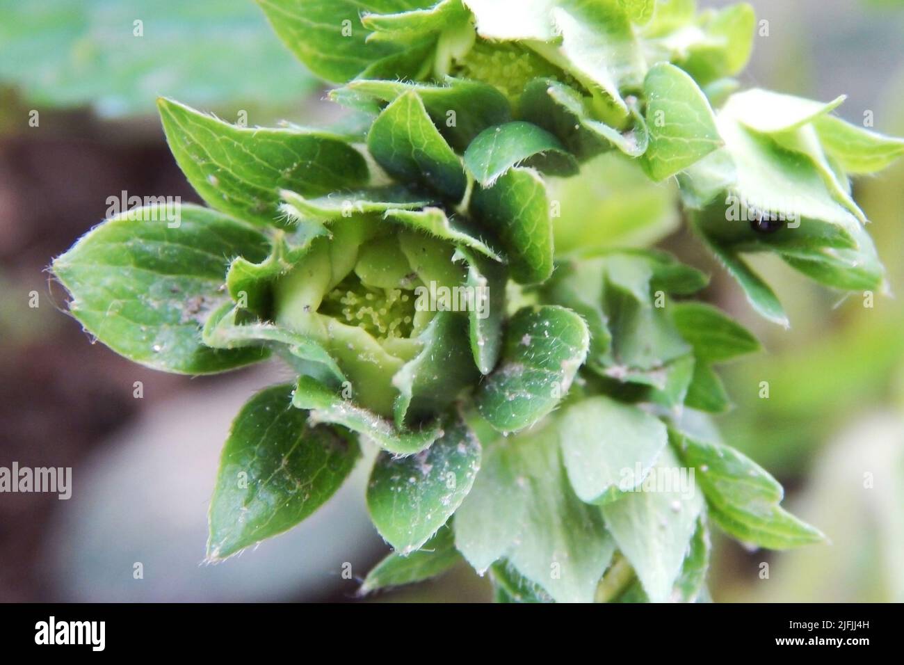 Strawberry bud, close-up in detail. High quality photo Stock Photo - Alamy