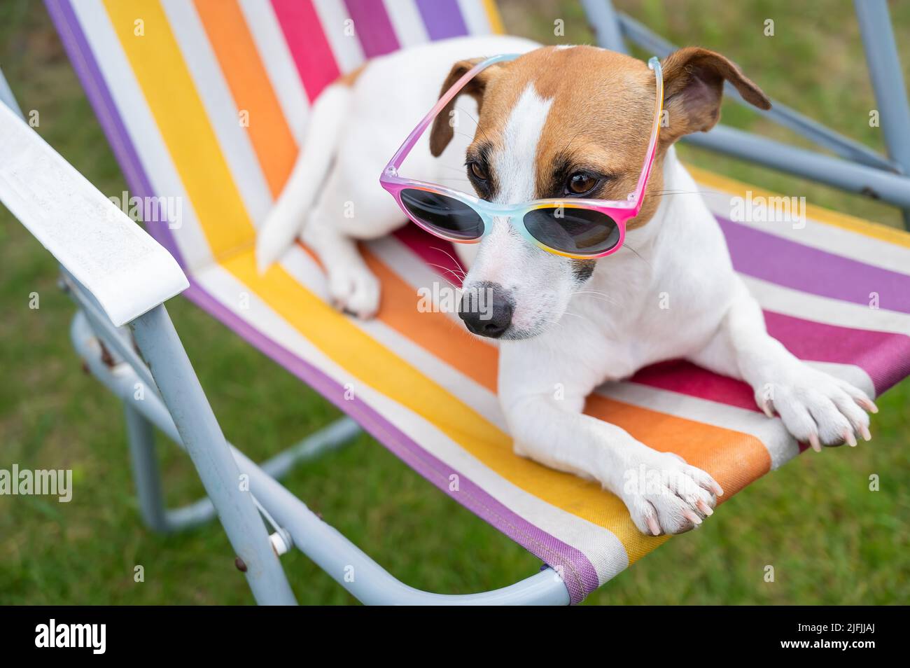 Jack russell terrier dog in sunglasses is resting on a sun lounger ...