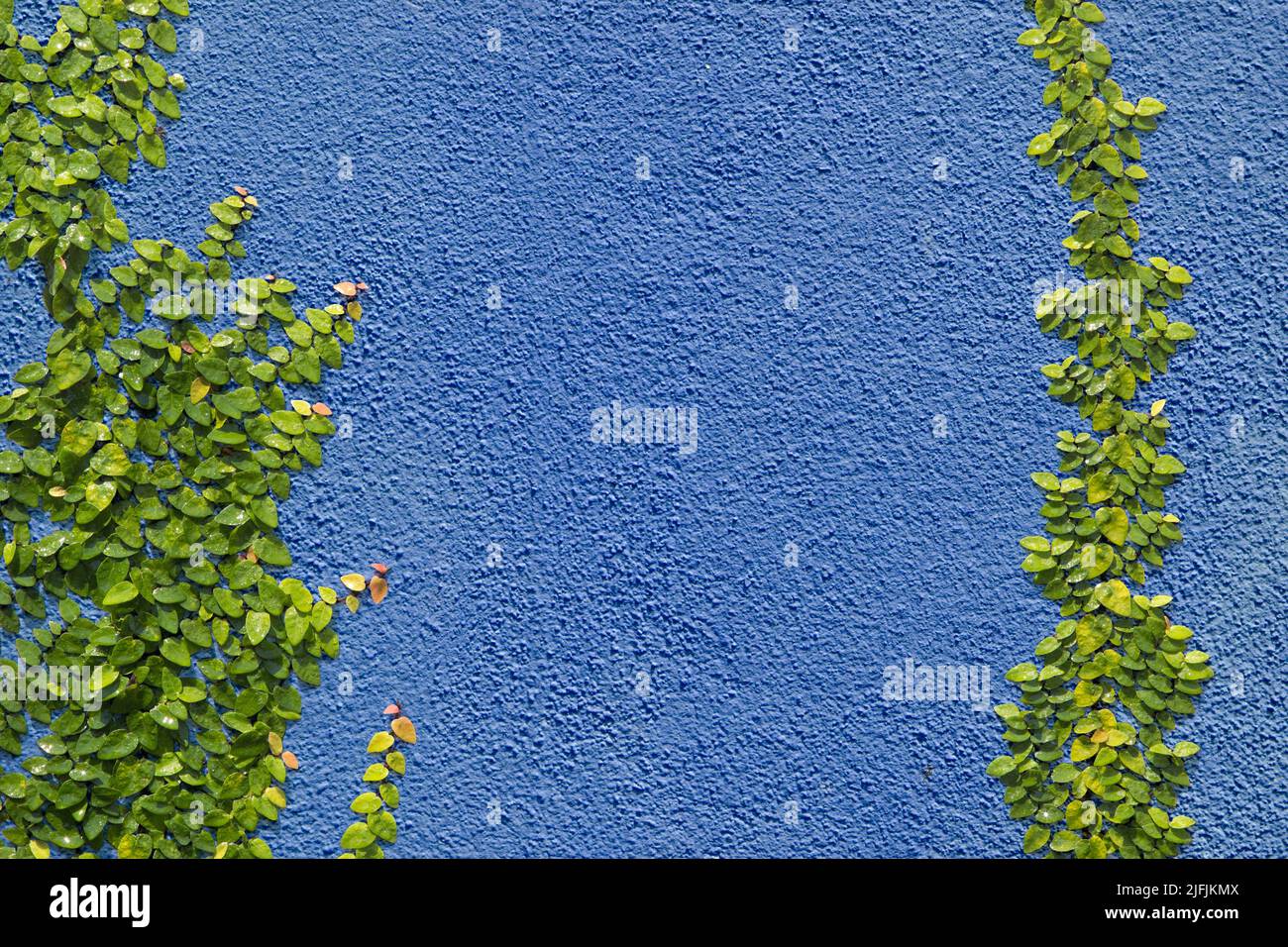 Climbing Ficus pumila on blue wall Stock Photo - Alamy