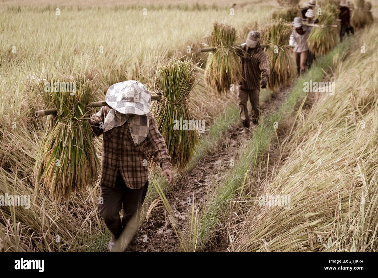 Thailand rice field carry hi-res stock photography and images - Alamy