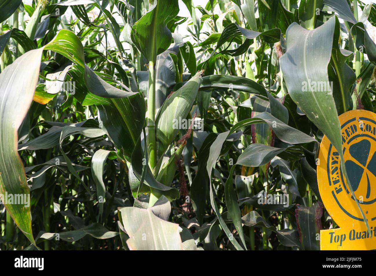 Maize field kenya hi-res stock photography and images - Alamy