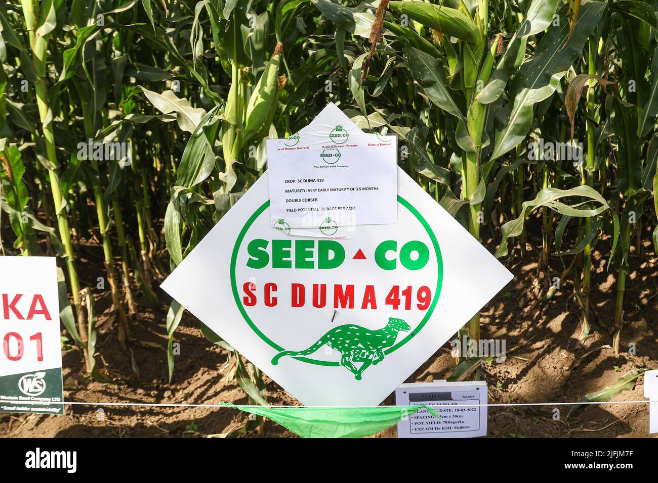 Seed co maize crop hi-res stock photography and images - Alamy