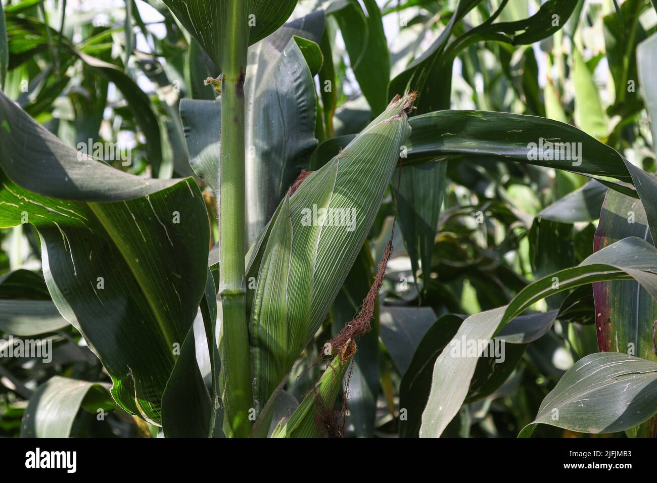 A maize crop variety is seen growing at a demonstration plot during The ...