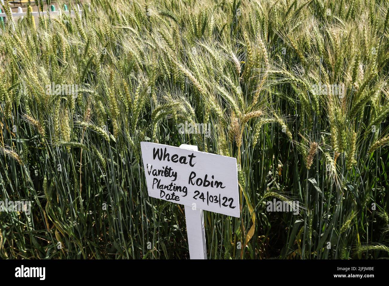 Nakuru, Kenya. 02nd July, 2022. A Robin wheat variety is seen growing ...