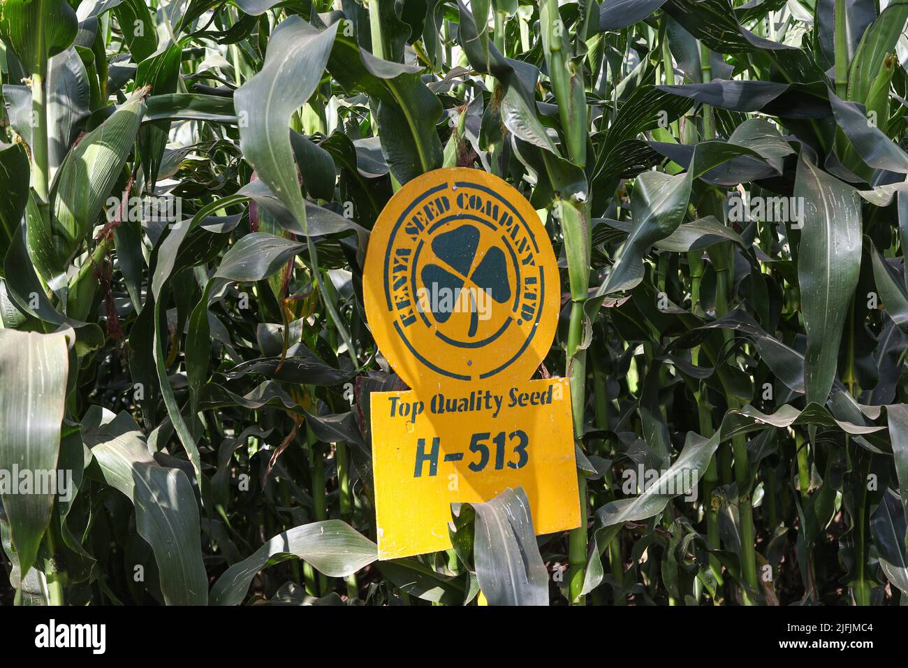 A variety of Kenya Seed Company maize crop (H-513) is seen growing at a ...