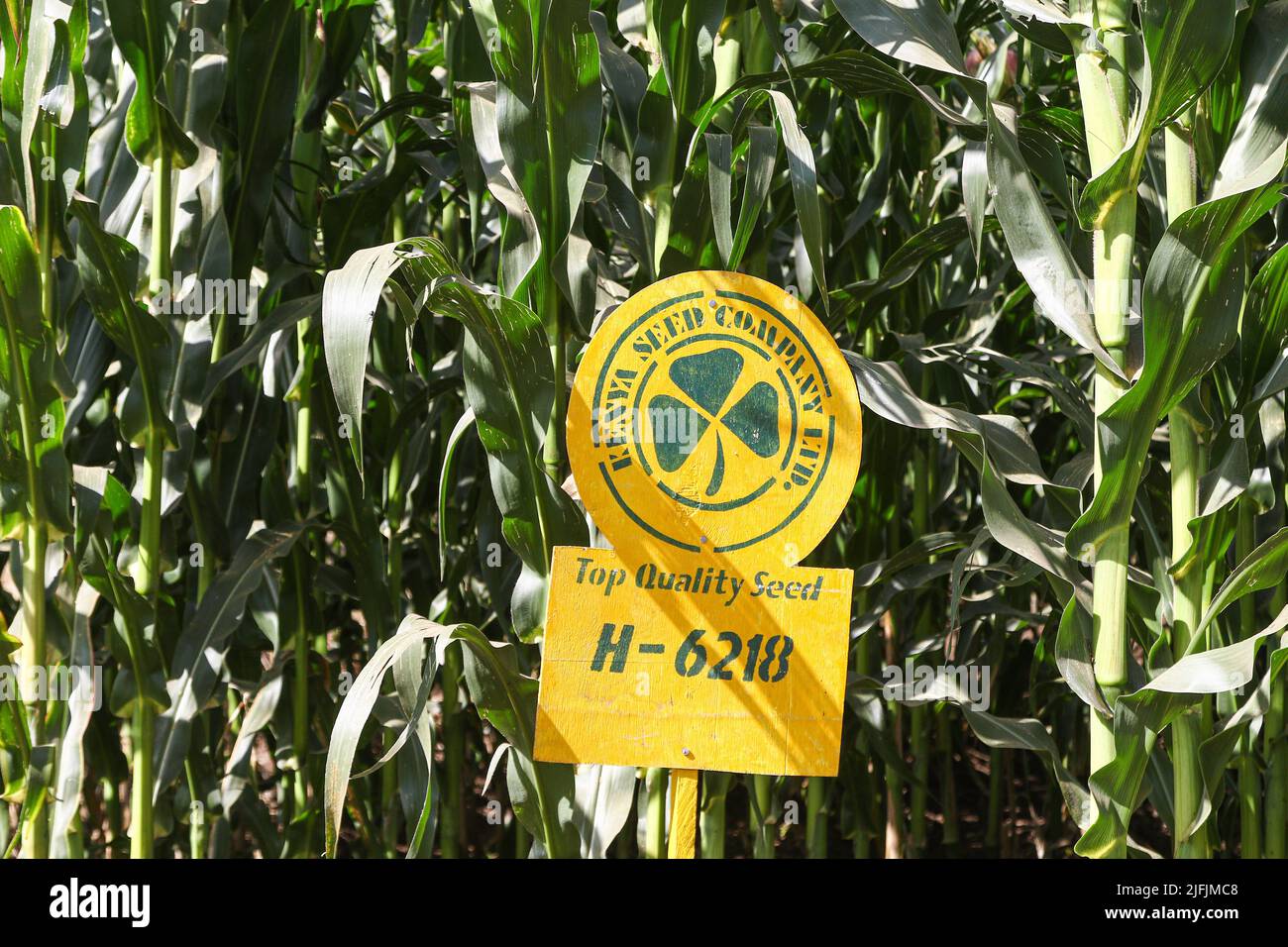 A variety of Kenya Seed Company maize crop (H-6218) is seen growing at ...