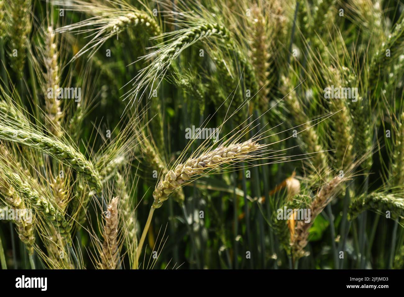 Nakuru, Kenya. 02nd July, 2022. Wheat is seen growing at a ...