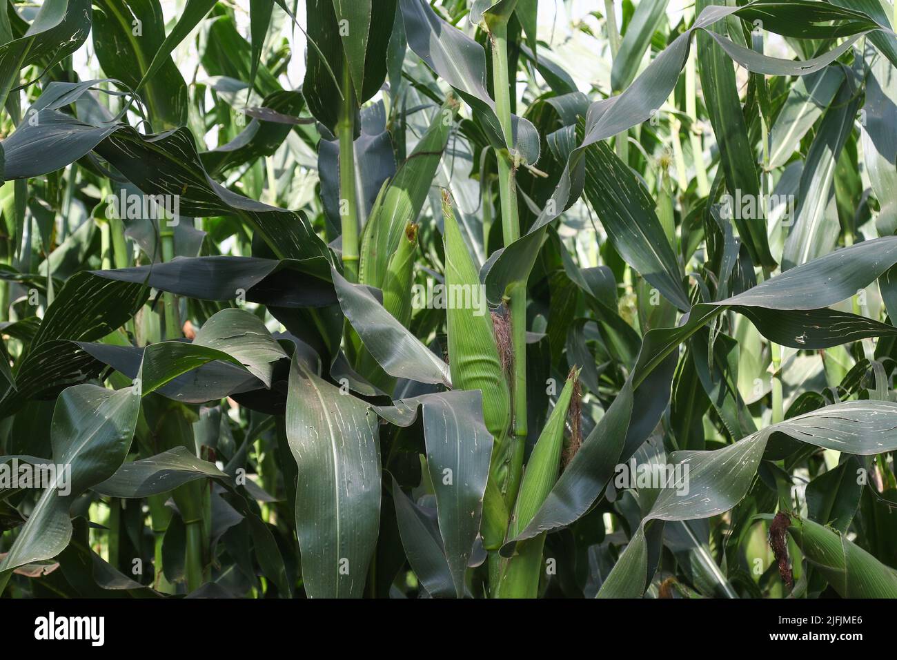 A maize crop variety is seen growing at a demonstration plot during The ...