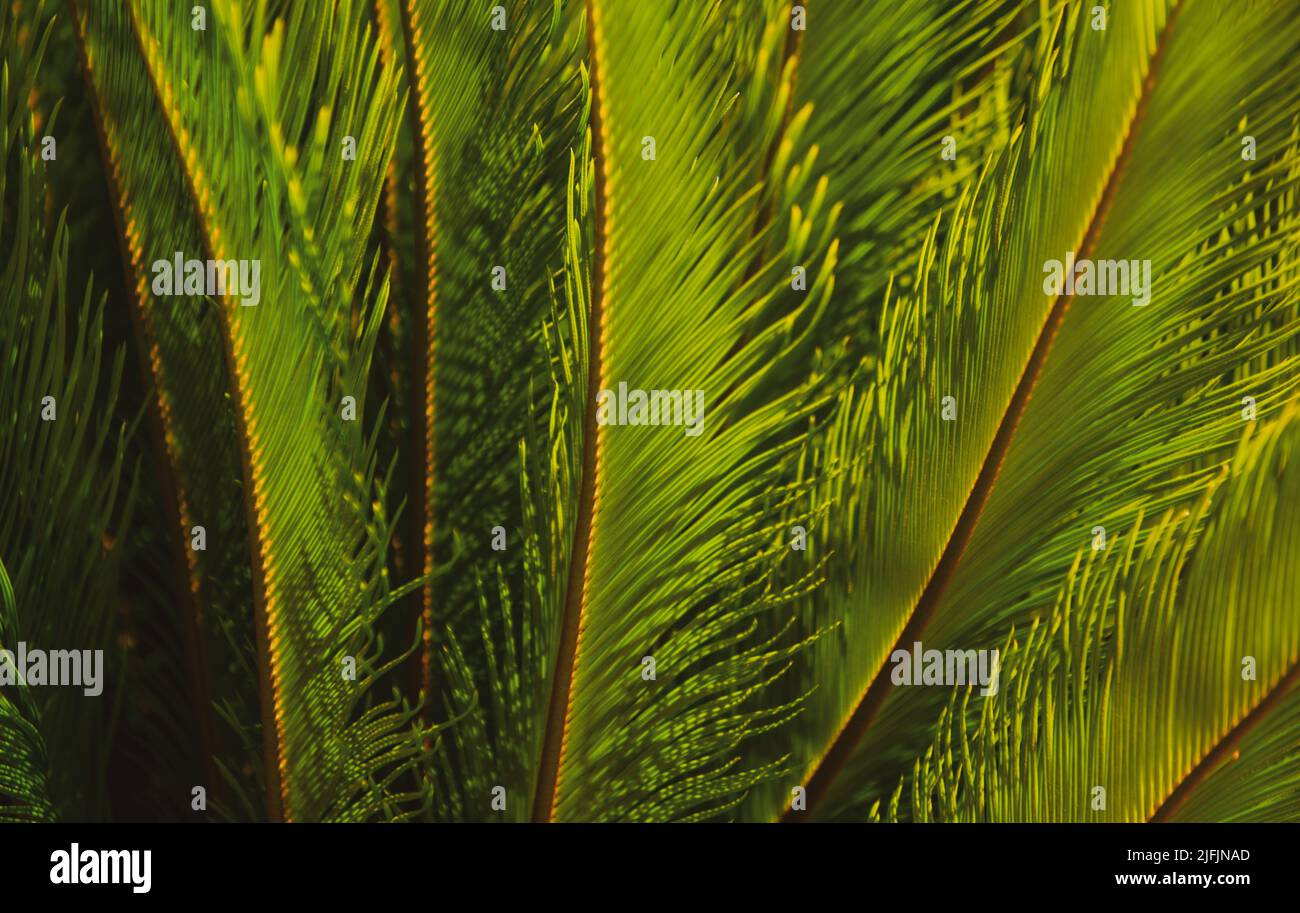 Palm leaves background, natural green texture with palm foliage ...