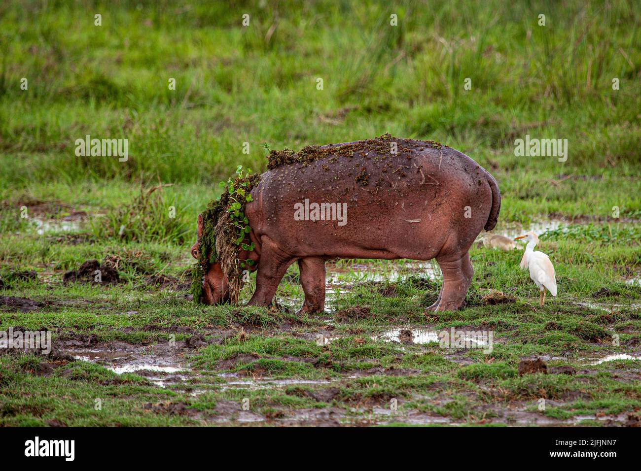 A hippo with flowers and a white egret in a field in Kenya Stock Photo ...