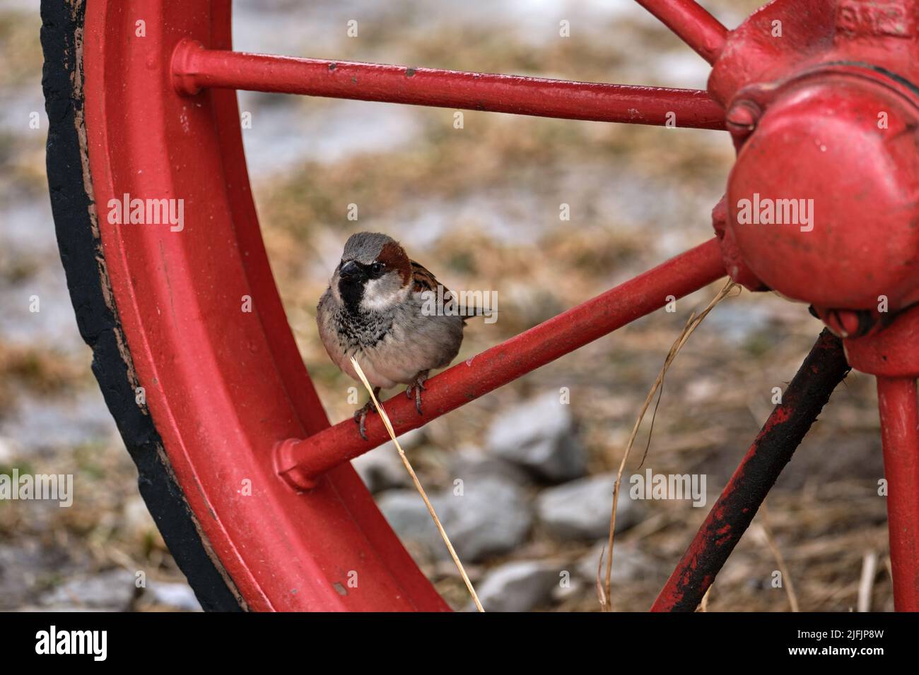 A male house sparrow (Passer domesticus) is perched on a red metal ...