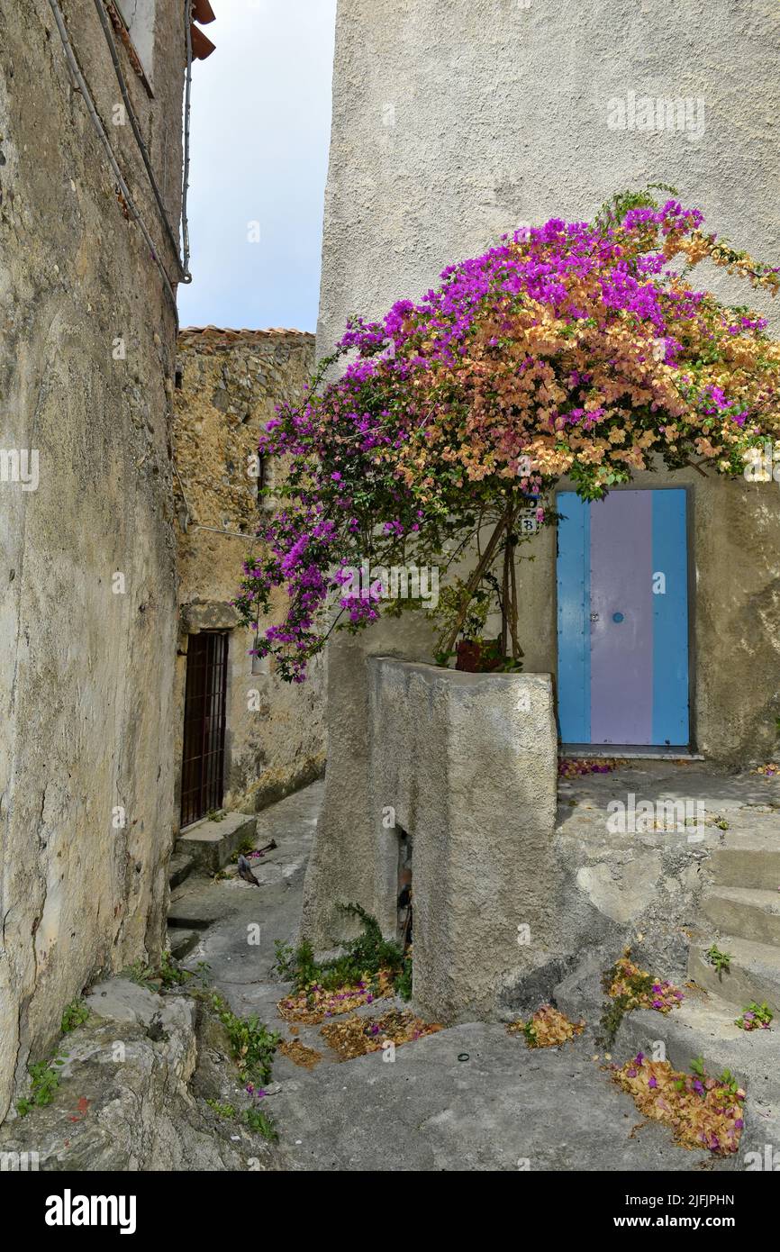 A bougainvillea plant on the side of a narrow street in an old village ...