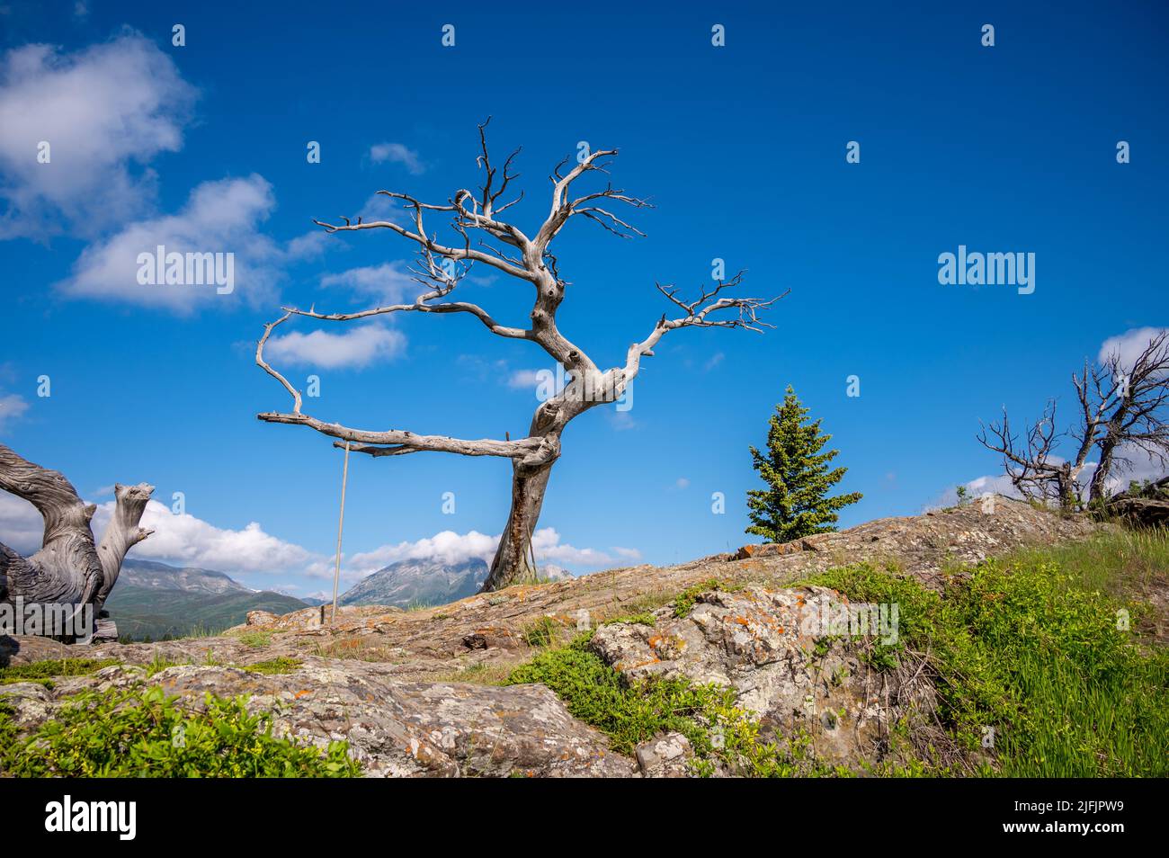 Pass the tree hi-res stock photography and images - Alamy